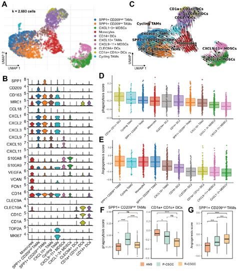 Components And Phenotypes Of Myeloid Cells In Cscc A Umap Plot Of