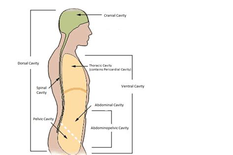Body Cavities Labeled Organs Membranes Definitions 54 Off