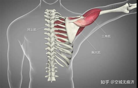 专业知识 关节运动模式和参与肌群 知乎
