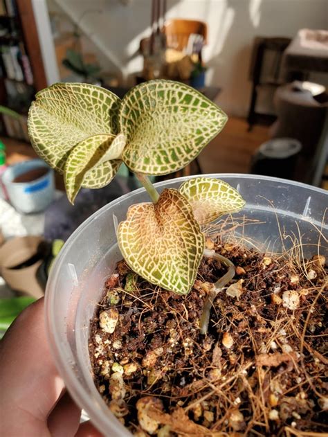 Sex Of Poecilotheria Regalis R Tarantulas