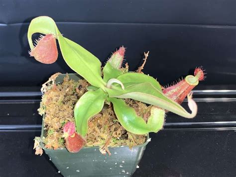 Nepenthes Gracilis Black Speckle Carnivorous Plant Resource