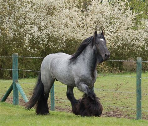 View Topic 1463 Blue Roan Chicken Smoothie