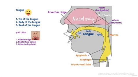 Phonetics 5 Articulators شرح Youtube