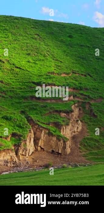 Grass Fed Free Range Stock Videos And Footage Hd And 4k Video Clips Alamy