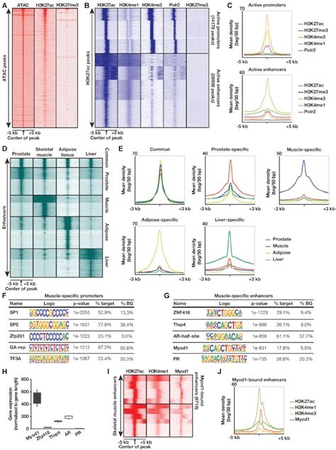Myod1 And Gr Coordinate Myofiber Specific Transcriptional Enhancers