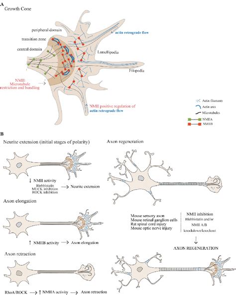 Figure 2 From Non Muscle Myosin Ii In Axonal Cell Biology From The