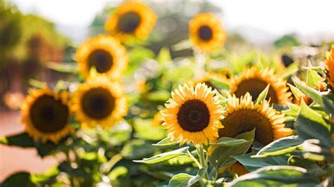 Human Composting Bill Would Legalize Natural Decomposition As Burial