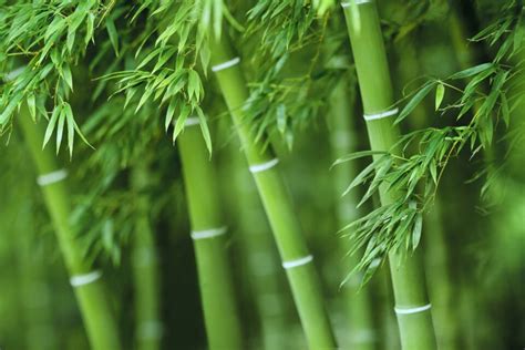 Bamboo Is The World S Fastest Growing Plant The Fact Base