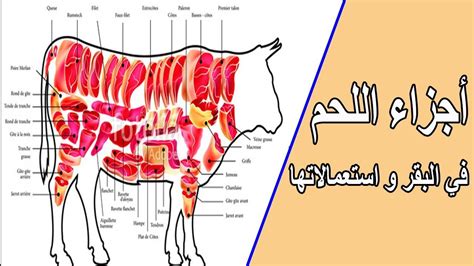 أجزاء اللحم في البقر و استعمالاتها Chart Line Chart Diagram