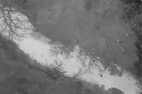 Using Thermal Imaging Cameras With Radiotelemetry To Locate Roost Sites