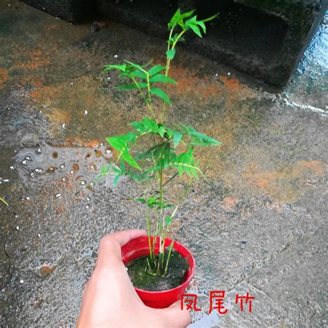 虎斑竹盛苗以后有多高大山谷图库