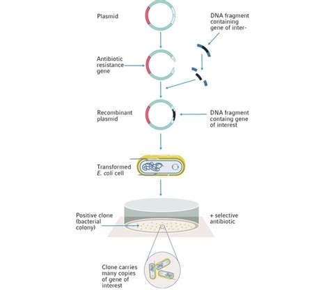 How To Select An E Coli Strain Eppendorf Norway