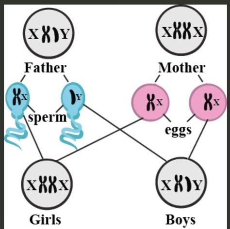 What Is Sex In Human Explain By A Diagram