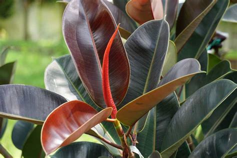 Ficus Elastica Rubber Tree