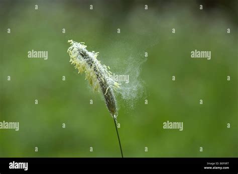 Pollen Being Released From A Grass Seed Head In The English Countryside
