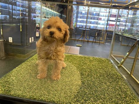 안양 2021 0137 푸들 버터 책임분양 강아지무료분양 고양이무료분양 도그마루 보호소 유기견 강아지입양 유기견입양 고양이입양 유기견무료분양 유기묘보호소 강아지