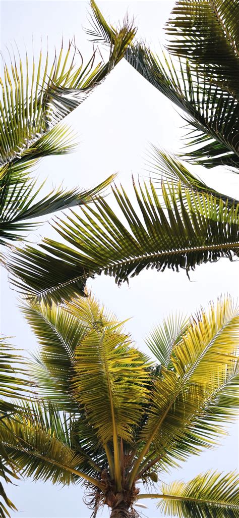 Coconut Summer Iphone Wallpapers Wallpaper Cave