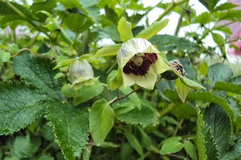 Plantsnap Identify Plants Trees Mushrooms With An App