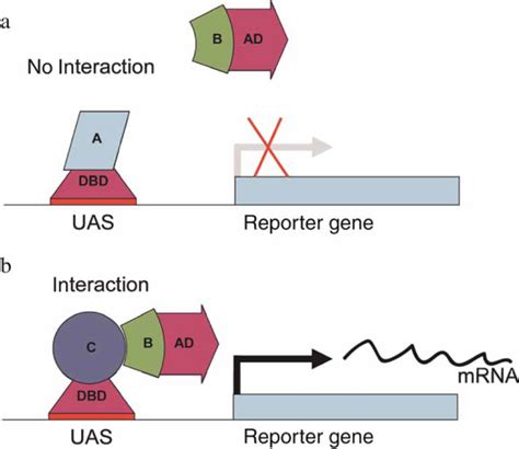 Protein Protein Interaction Databases Keeping Up With Growing Interactomes Pmc