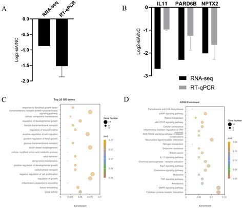 Role Of Adar1 On Proliferation And Differentiation In Porcine Preadipocytes