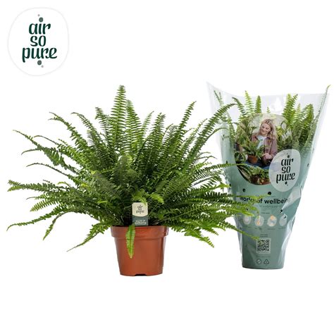 Nephrolepis Feriga De Camera D17 Floraria Secret Garden Sg