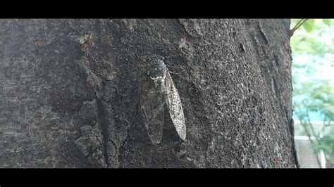 여름손님 매미도시한복판에 나타난 메미나무위어 앚은 매미울음 들어보실래요 Youtube
