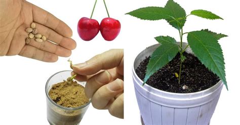 How To Grow The Cherry Tree At Home Starting From The Fruit All The Secrets Garden Home Tricks