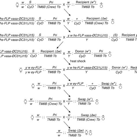 Crossing Scheme For Conducting Genetic Swaps An Example Of The
