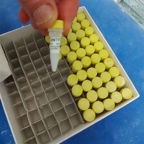Dntp Mix 10 Mm Solution Dna Cloning Service E K
