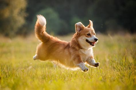 123 Hình Nền Chó Cute ĐÁng YÊu DỄ ThƯƠng Đẹp QuÊn LỐi VỀ