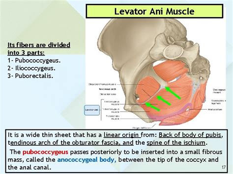 Anatomy Of The Pelvis Prof Saeed Abuel Makarem