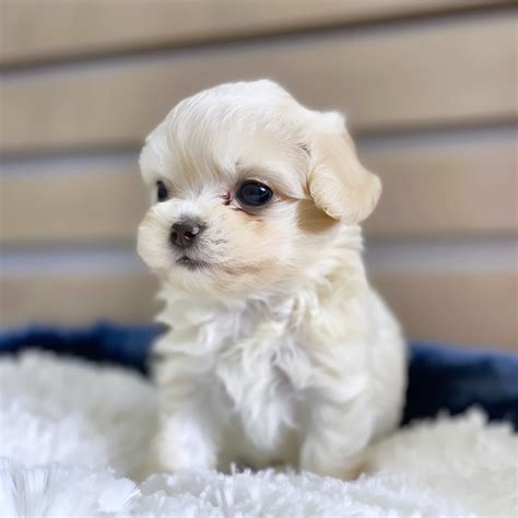 네코스토리 서울 본점 강아지 고양이 유기묘 유기견 길 고양이 아깽이 댕냥이 무료 분양 입양 보호 위탁 허위 X 네코스토리에서는 24 11 01 이후로 책임 비용을