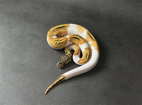 Pastel Od Yb Hypo Pied Shnreptiles 20