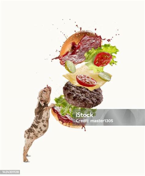 귀여운 Merle French Bulldog가 혀를 내밀고 서서 흰색 배경 위에 맛있는 햄버거를 먹습니다 가축에 대한 스톡 사진