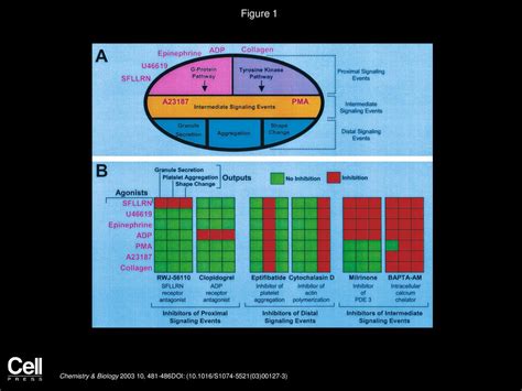 The Platelet As A Model For Chemical Genetics Ppt Download