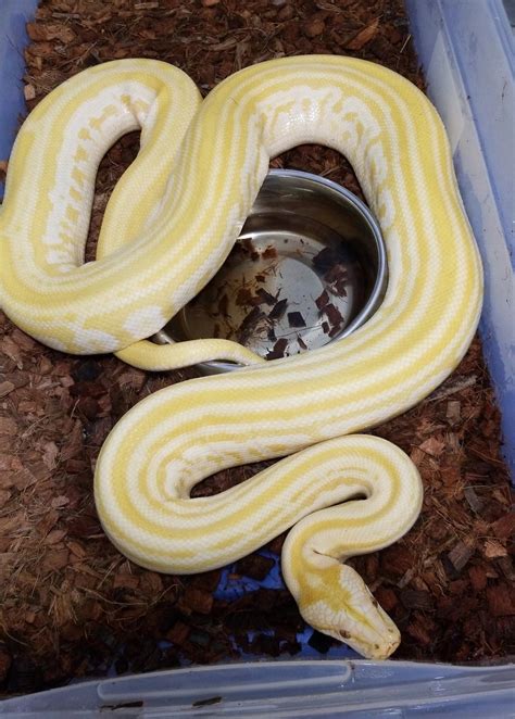 pearl lab burmese python by rkexotics reptiles morphmarket