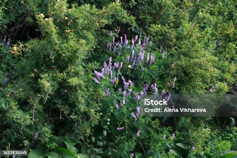 마우스 완두콩 Vicia Cracca 귀중한 벌꿀 식물 사료 및 약용 식물 콩과 식물의 완두콩 속의 종 0명에 대한 스톡 사진