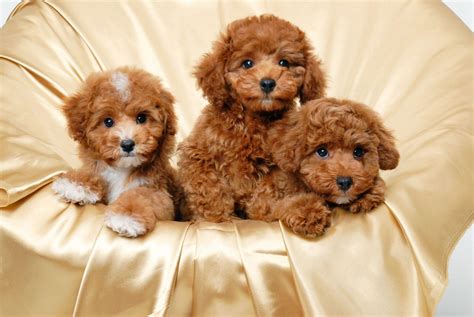 Cute Puppies Wallpapers Top Free Cute Puppies Backgrounds