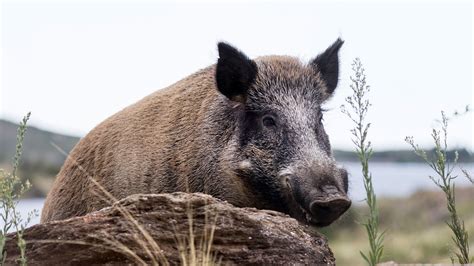 Qu Son Las Especies Invasoras Y Por Qu Pueden Convertirse En Una Real Amenaza Para La