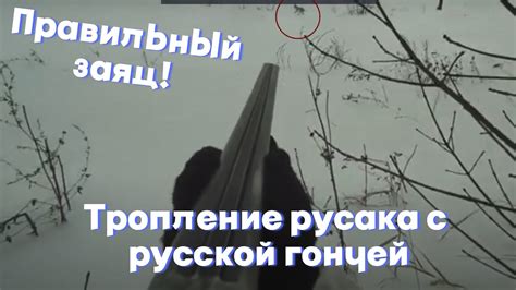 Две охоты на зайца Правильный заяц Добыли по классике Из под русской гончей Тропление русака