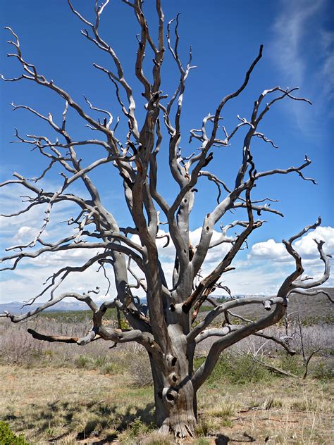 Dead Tree Deertrap Mountain Trail Zion National Park Utah