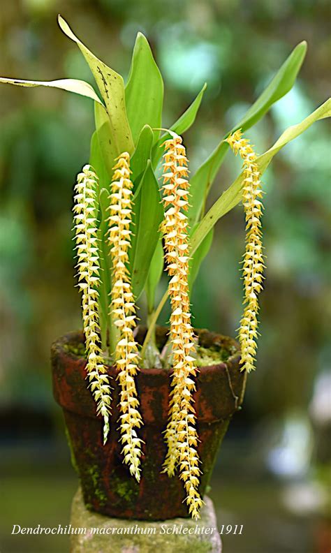 Dendrochilum Latifolium Var Macranthum