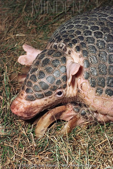 Northern Naked Tailed Armadillo Stock Photo Minden Pictures