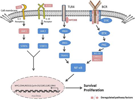Components Of Oncogenic Survival Signaling In Pcnsl Activation Of Download Scientific Diagram