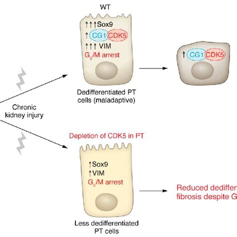 The Cg1 Cdk5 Pathway Is Involved In Regulating Proximal Tubule Download Scientific Diagram