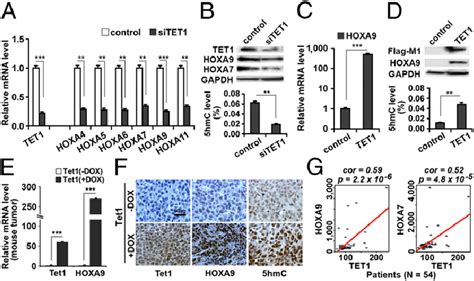 TET1 Induces HOXA Gene Expression A And B Depletion Of TET1 By SiRNA