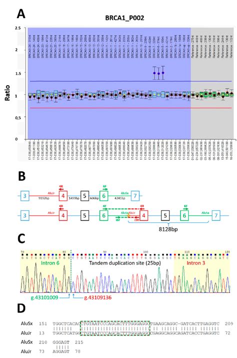 Brca1 Exons 4 6 Duplication And Breakpoint Identification A Download Scientific Diagram