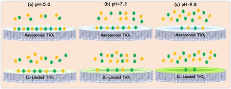 Schemes For The Selective Adsorption Of Binary Mixed Proteins On Download Scientific Diagram
