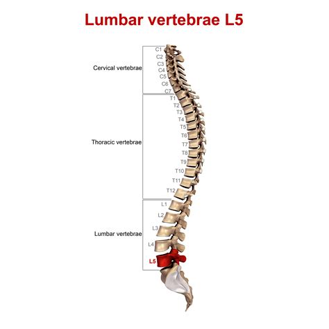 Lumbar Vertebrae L5 Ipa Physio