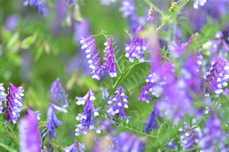 ナヨクサフジ1 by 堺 写楽 ID5576702 写真共有サイト PHOTOHITO